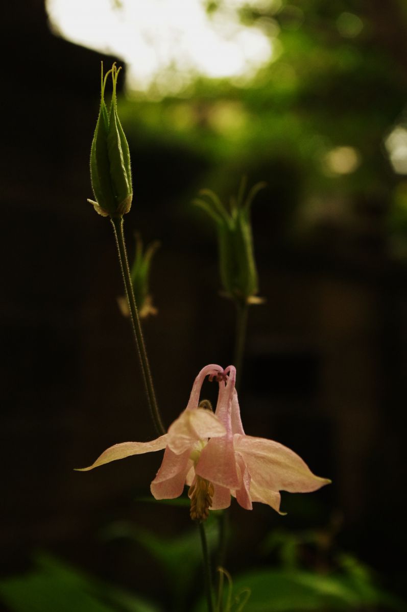 苧環（おだまき）LOW | GANREF