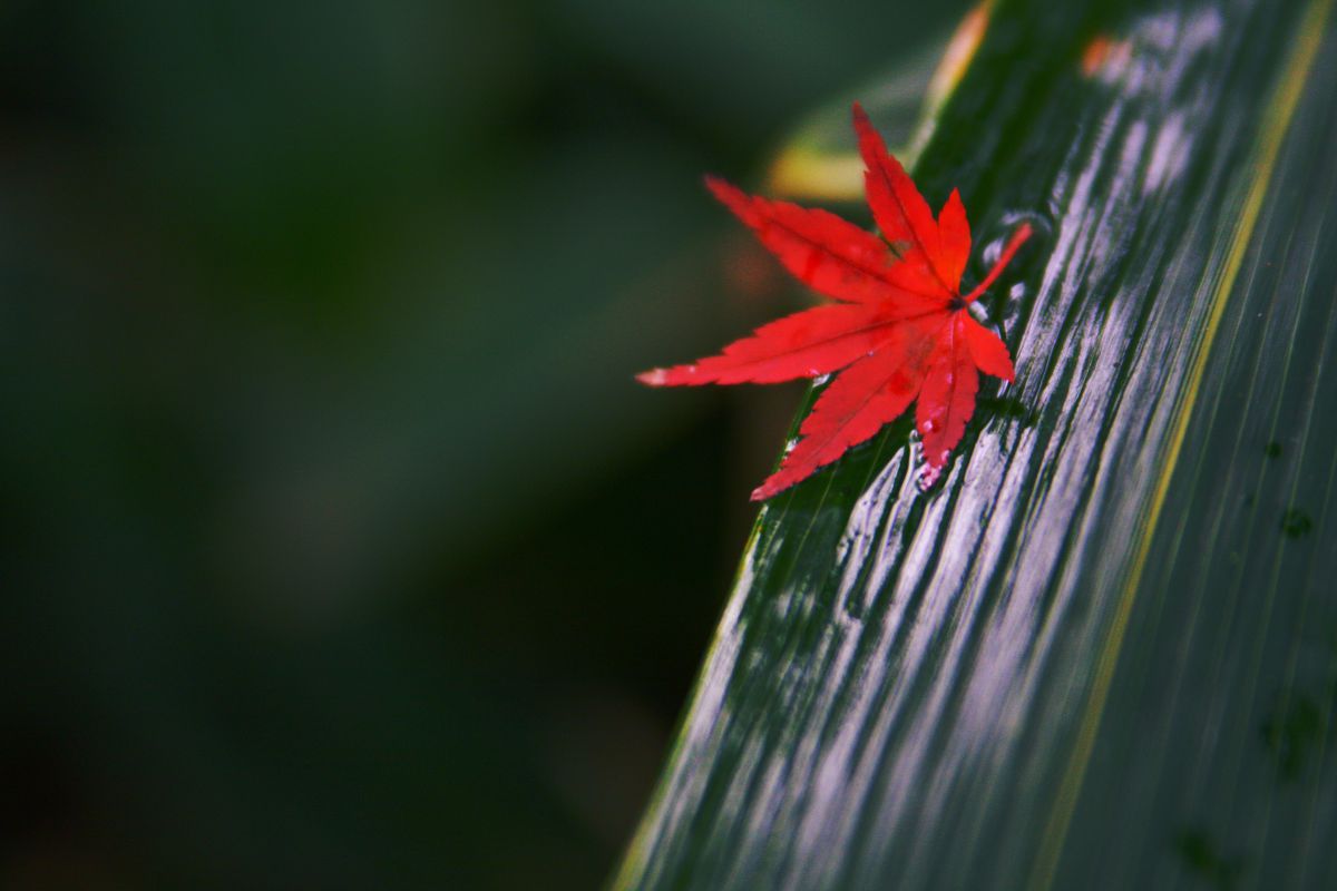 季節の終わり | GANREF