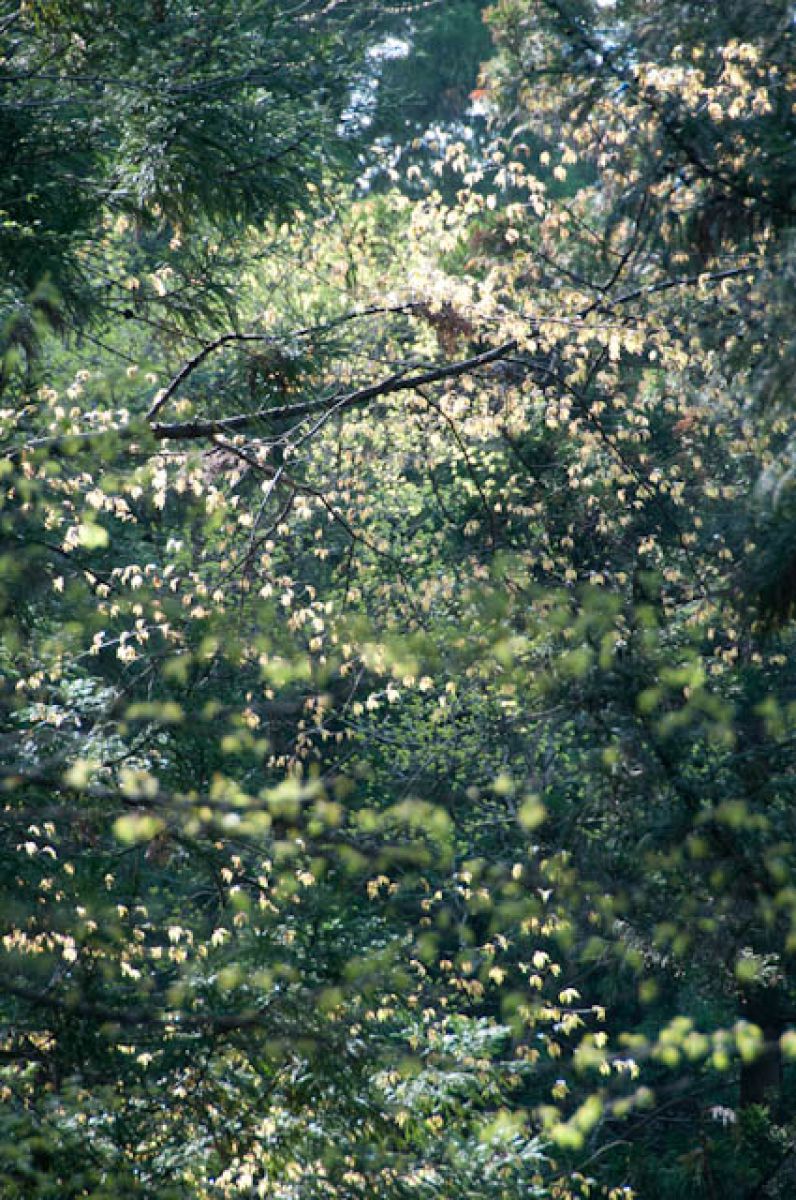 うえのみどりさん | GANREF