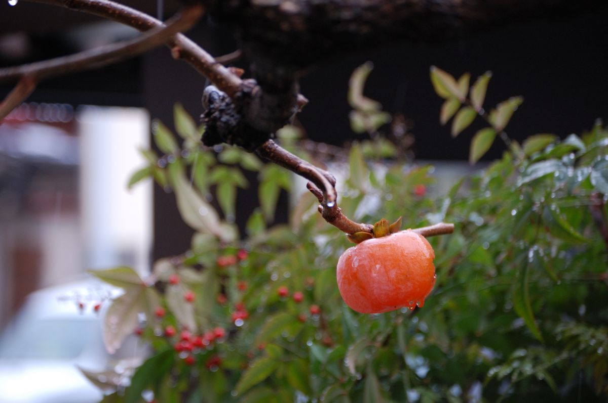 DSC_5401.JPG | GANREF