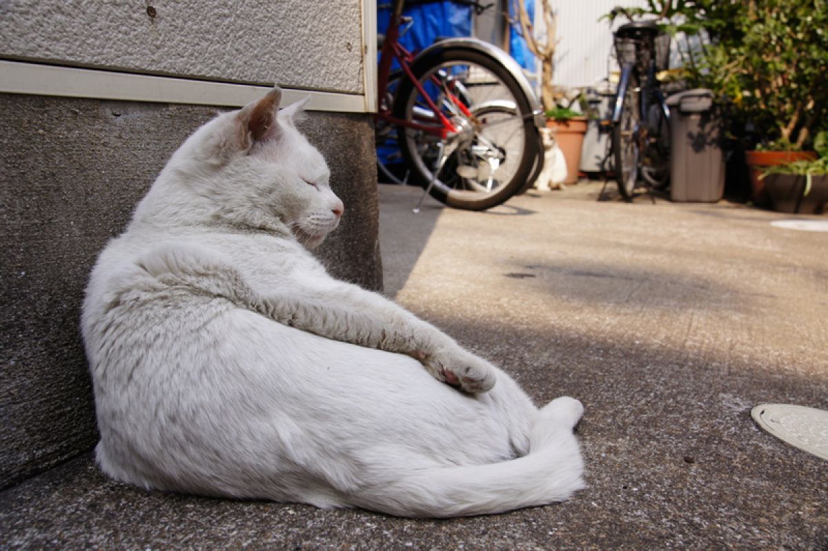 酔っ払い | GANREF