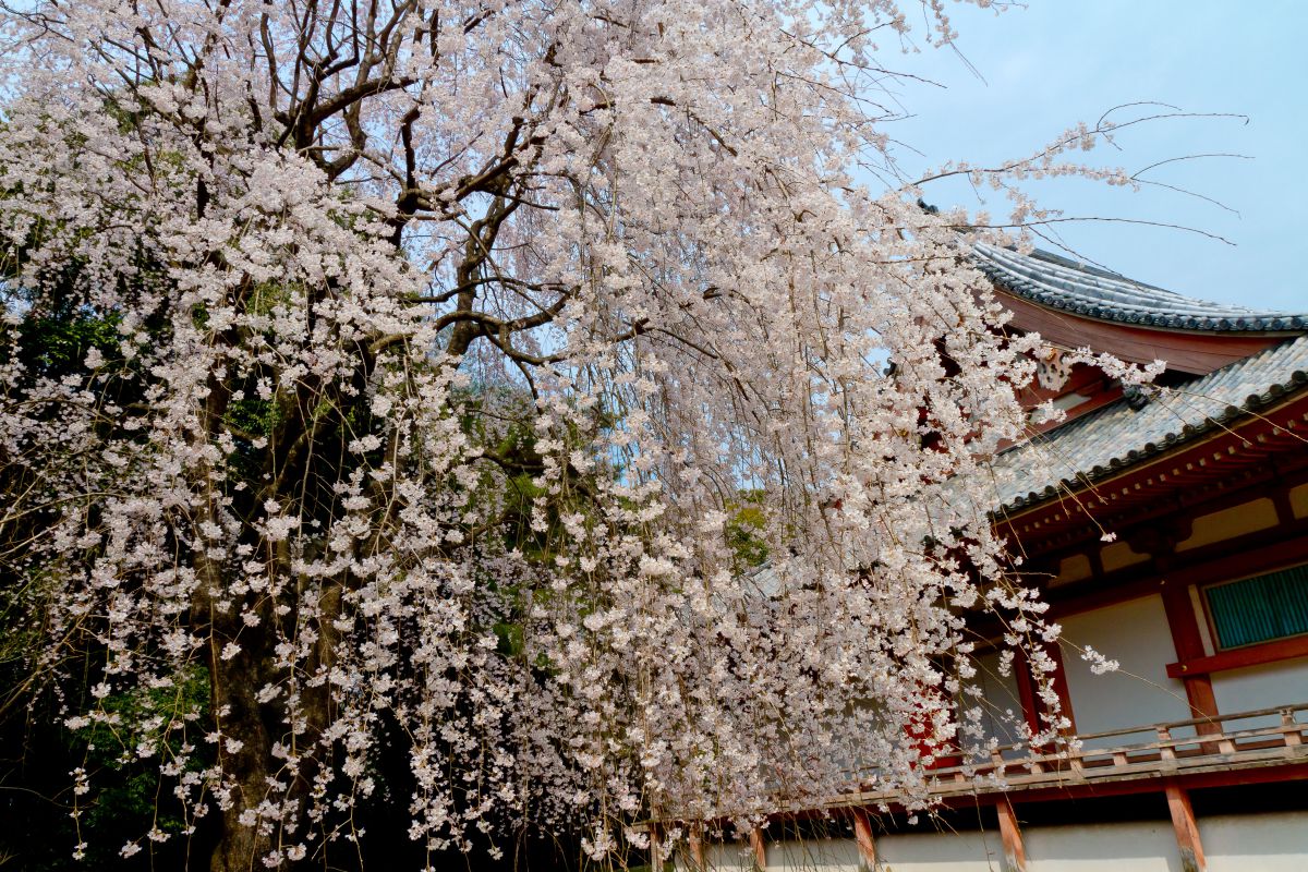 醍醐時にて | GANREF