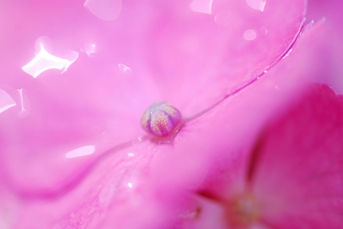 IDOL～Pink Star | GANREF