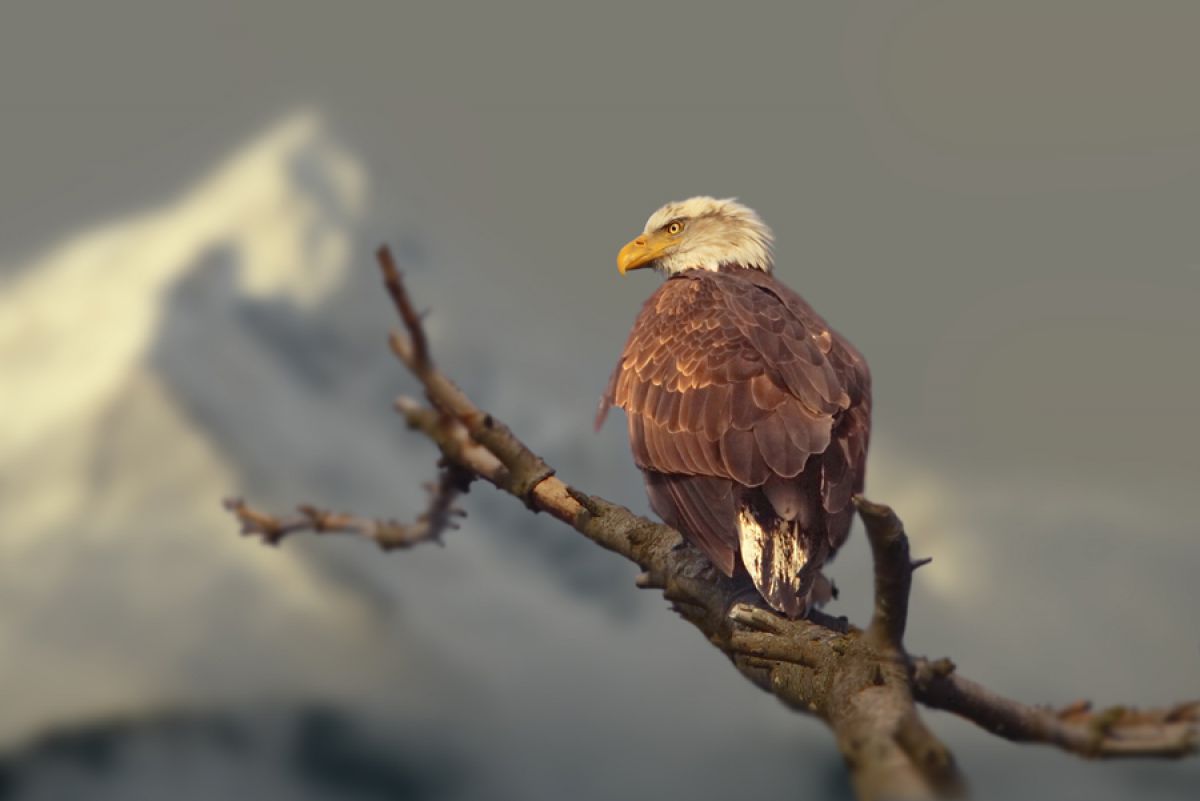 eagle_in_snow_mounta | GANREF
