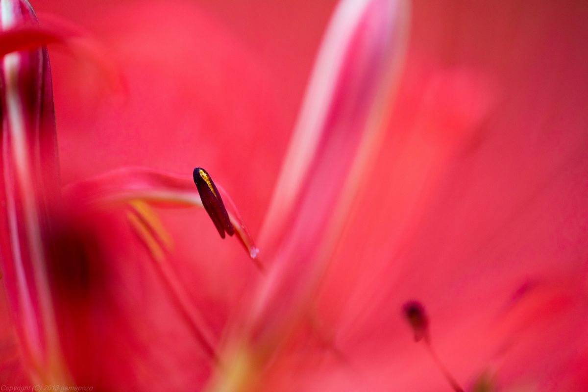 viewing small | GANREF