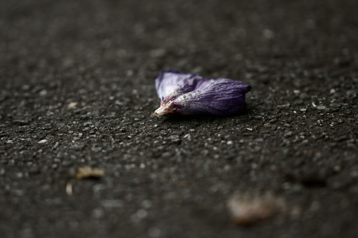 silent death | GANREF