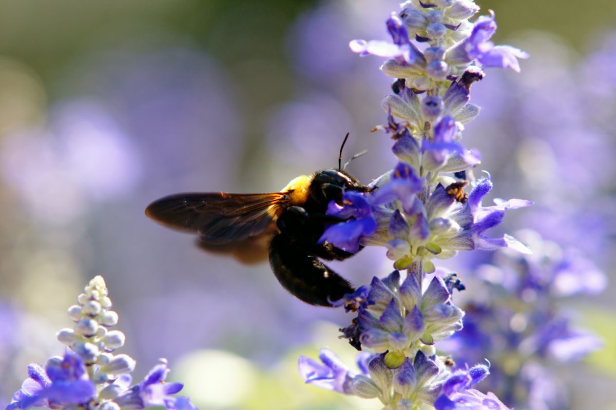 brilliant bee | GANREF