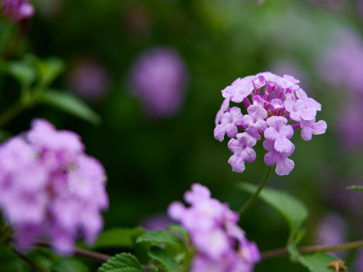 purple ball | GANREF