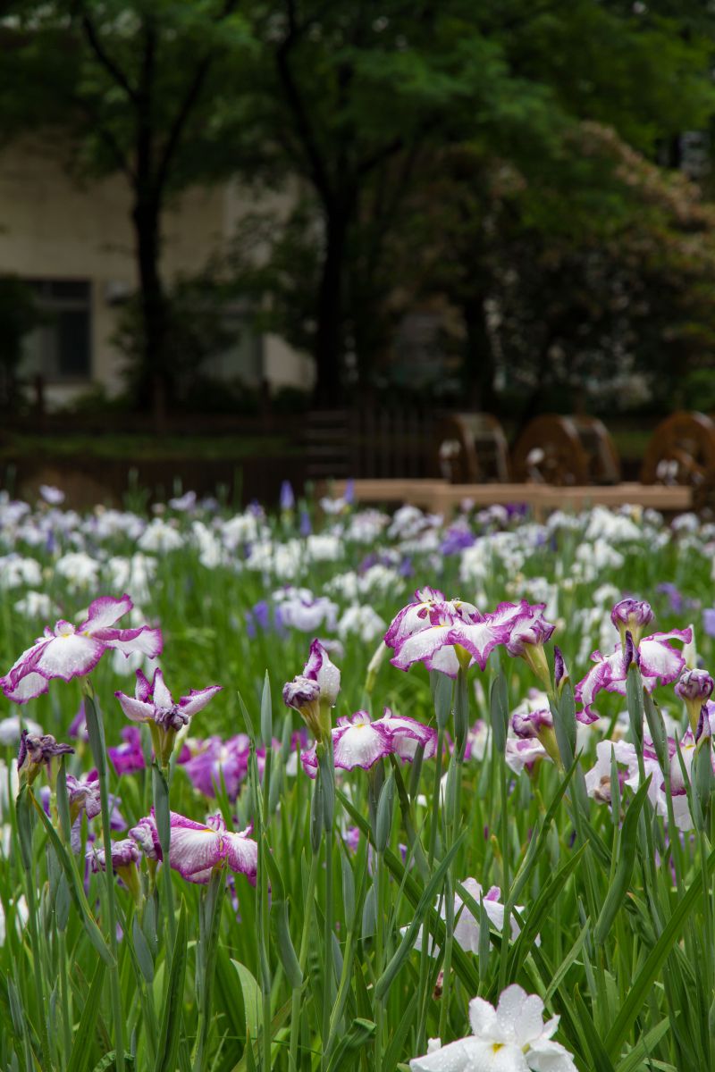 ハナショウブ | GANREF