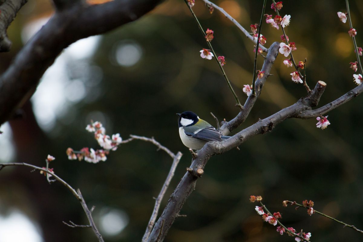 もの思う | GANREF