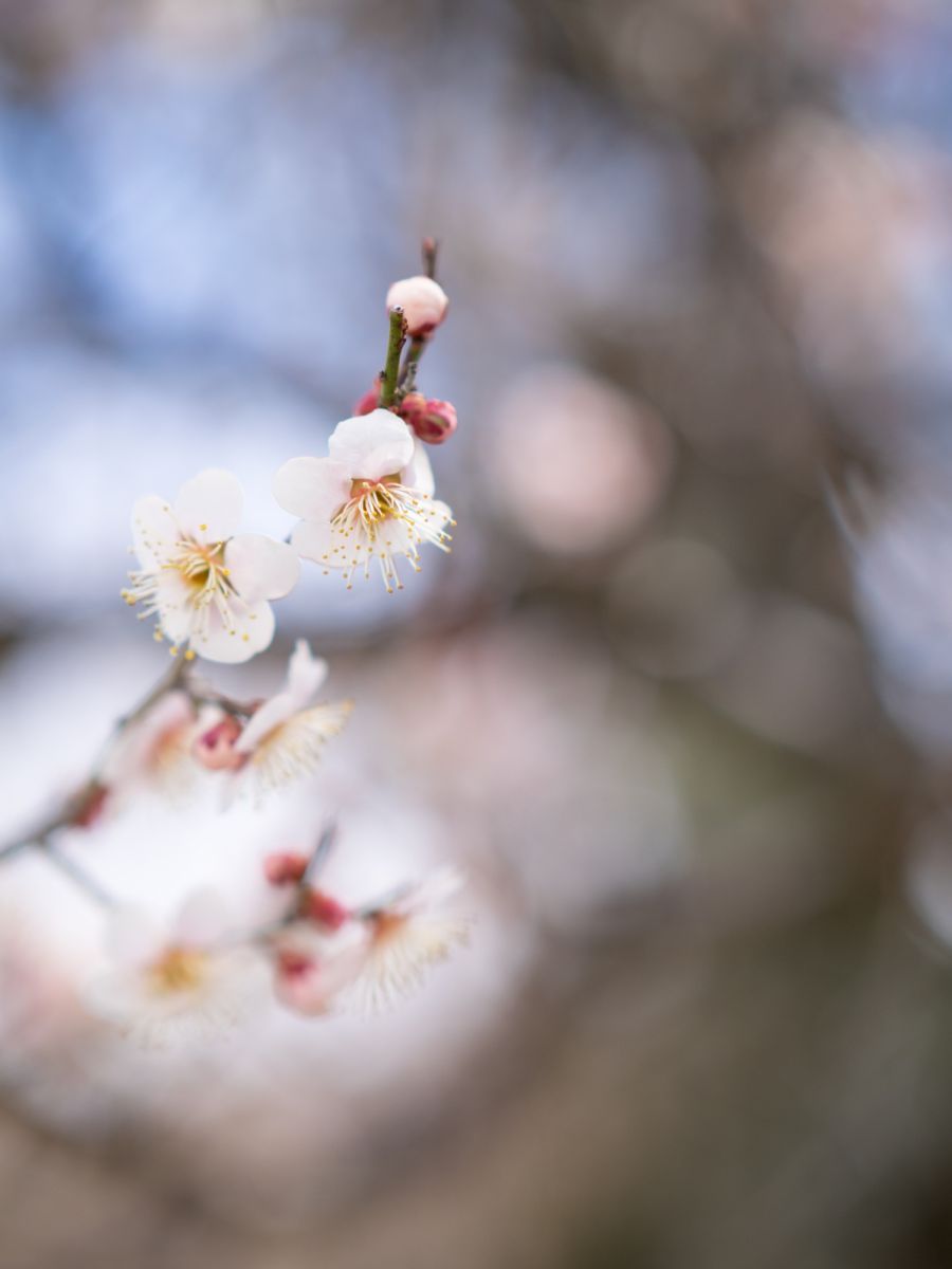 Spring has come | GANREF