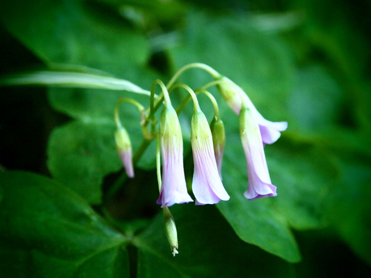 ちっちゃいドレス | GANREF