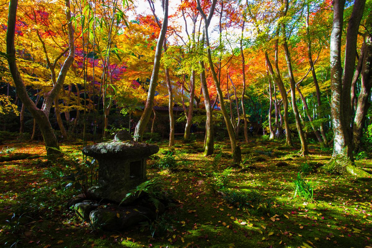 祇王寺紅葉 | GANREF