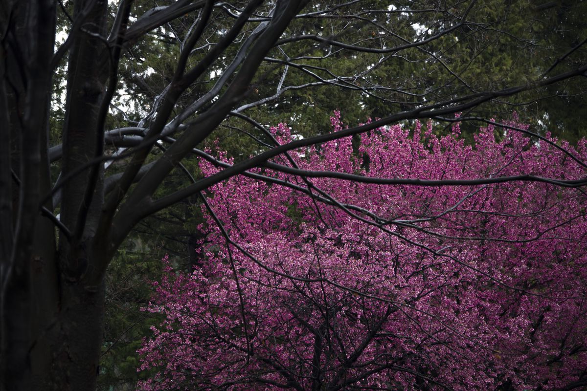 緋色のときめき | GANREF