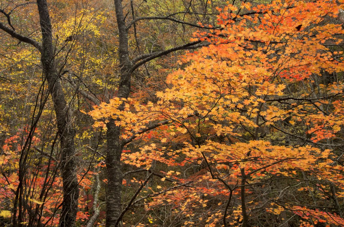 ひとめぼれ | GANREF