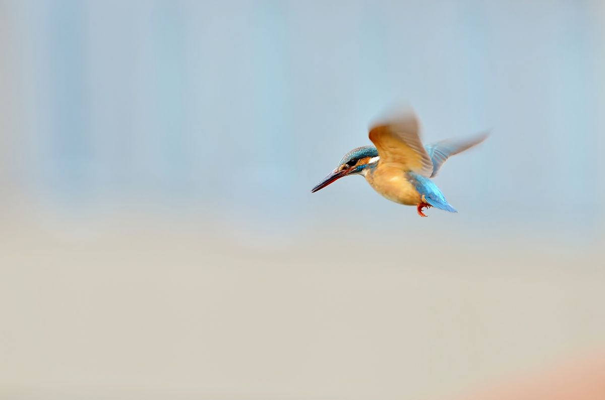 ホバ SS1/250 | GANREF