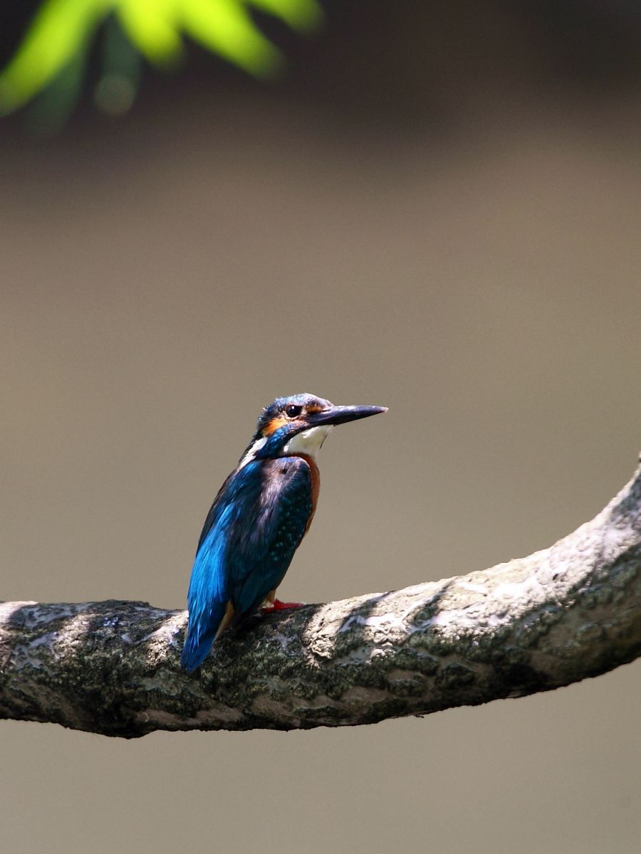 木漏れ日で | GANREF