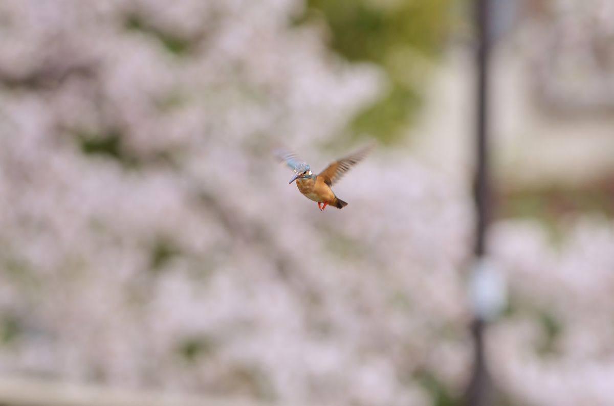 桜ホバ（ノートリ）SS1/250 | GANREF