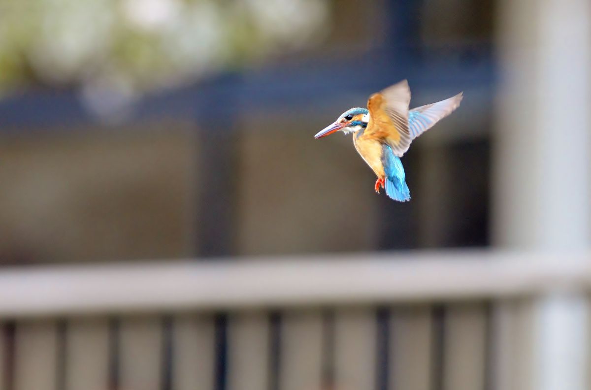 ホバ SS1/1000 | GANREF