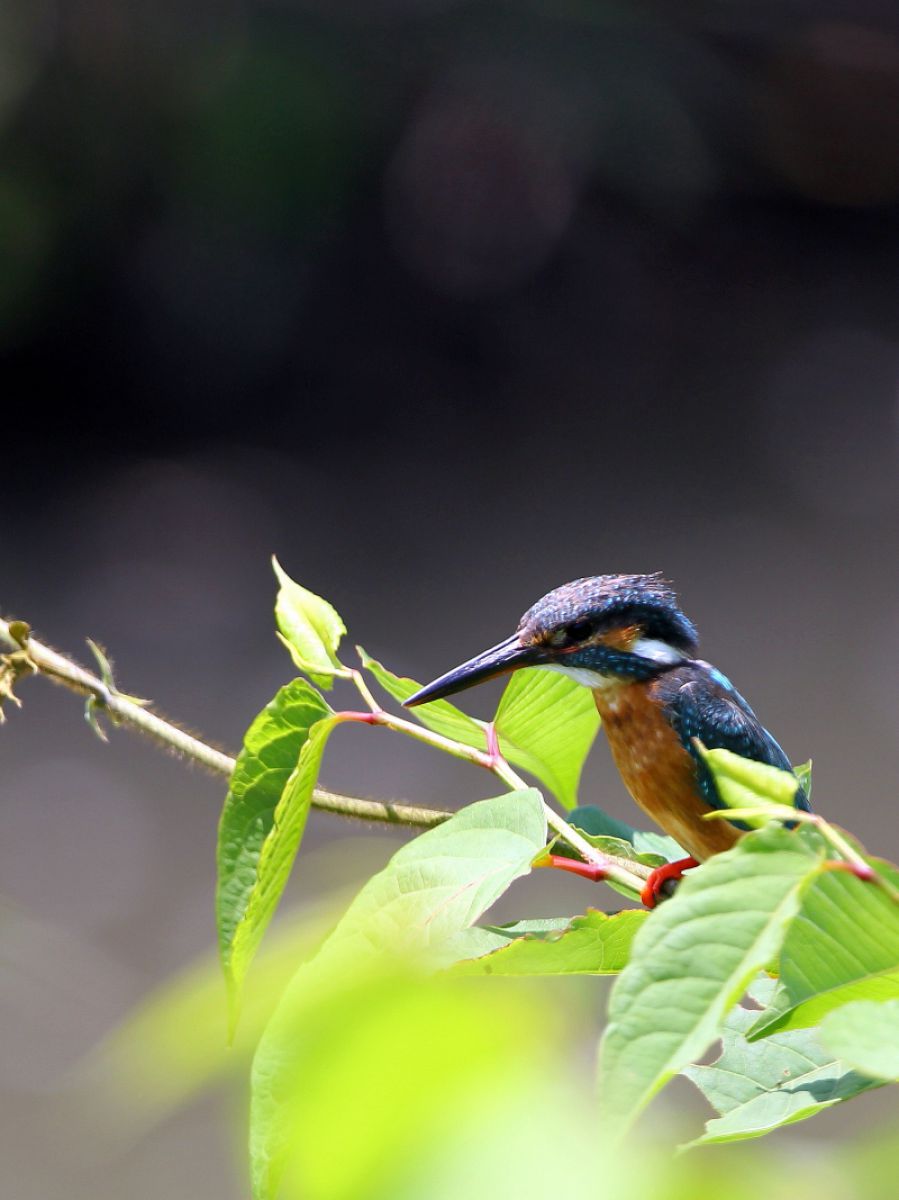 ドアップかわせみ | GANREF