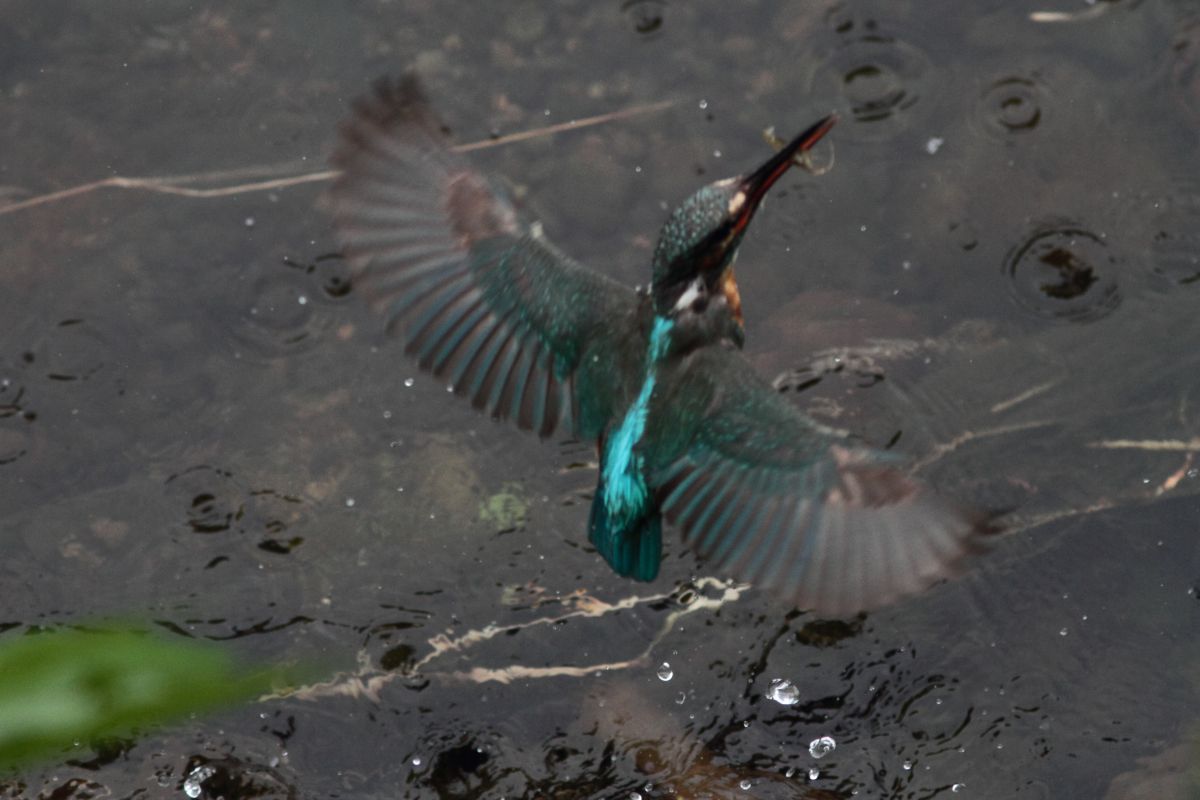 さかなでなく残念！！ | GANREF