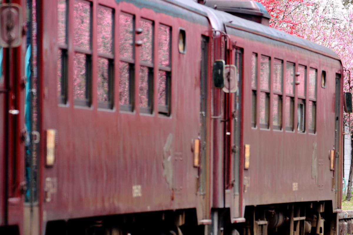 桃を映して | GANREF