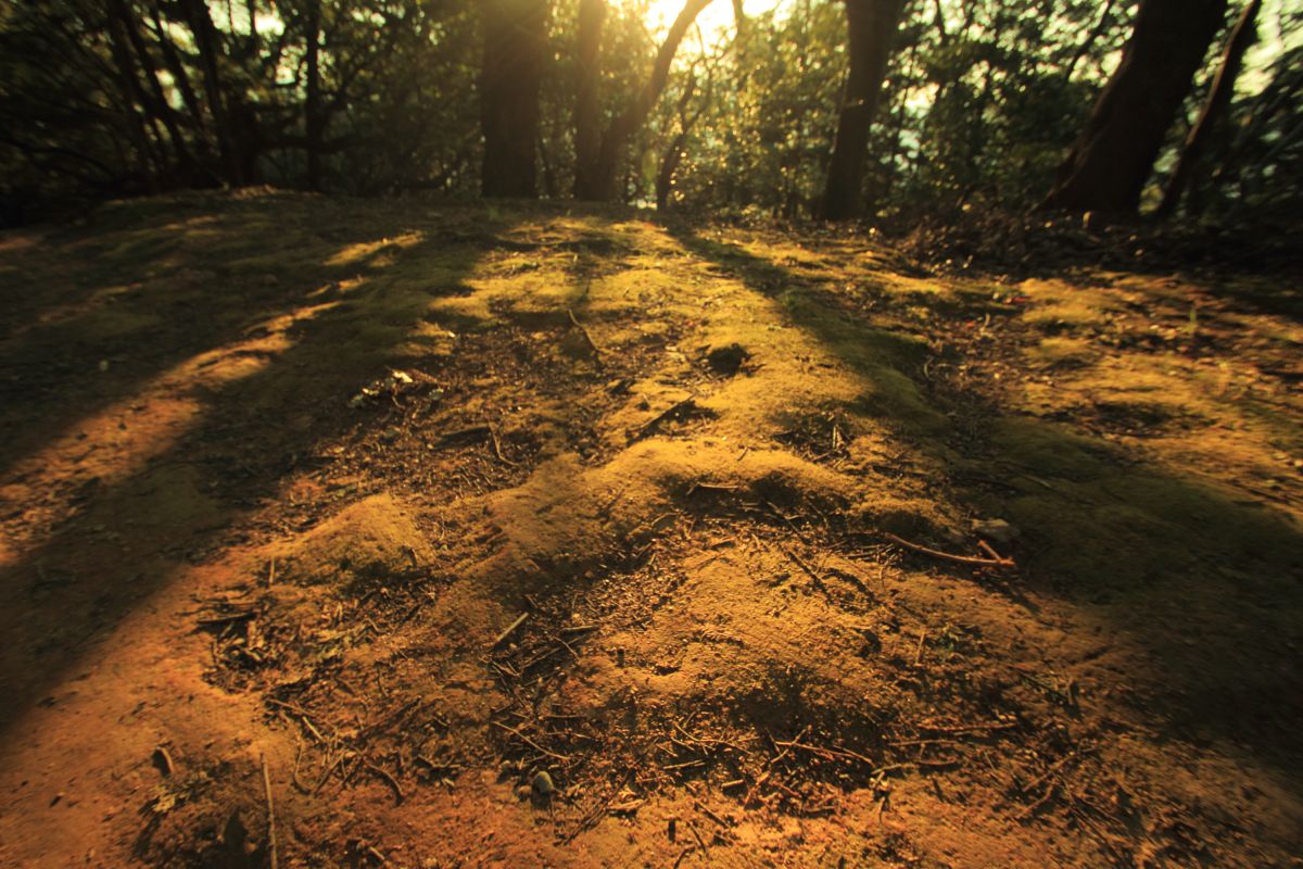 feilds of gold | GANREF