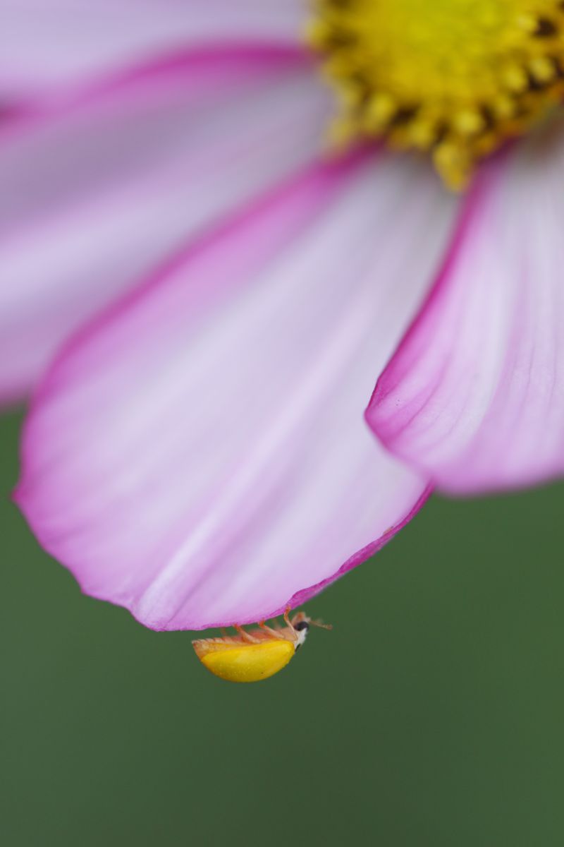 みつけた～ ^^ | GANREF