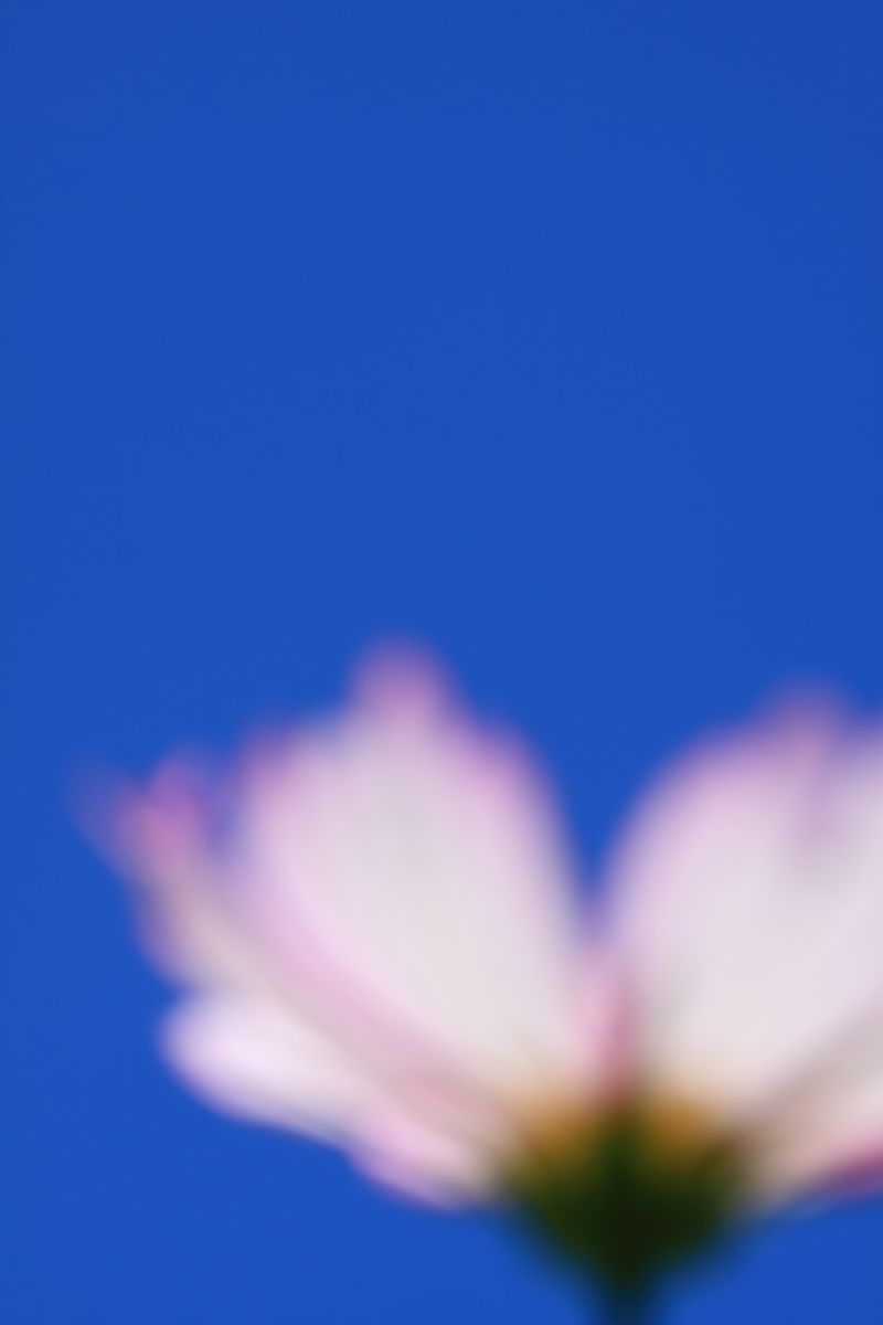 Melting desire. | GANREF