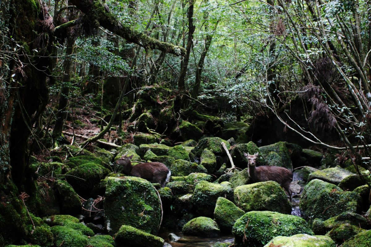 もののけの森 | GANREF