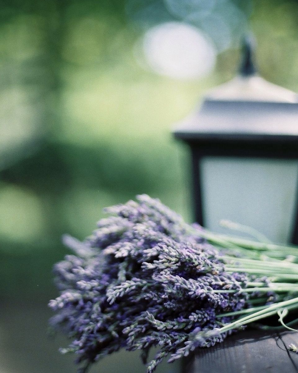 Lavender | GANREF