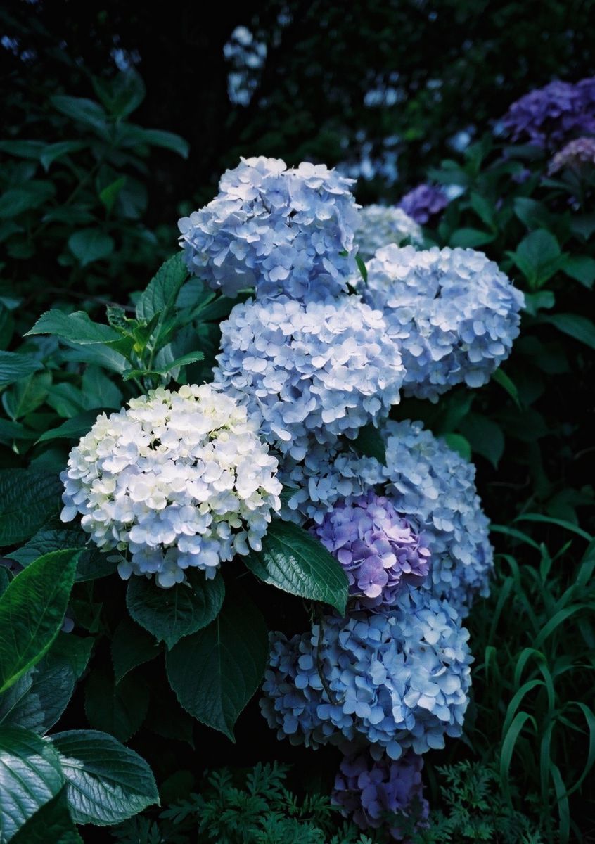 hydrangeas | GANREF