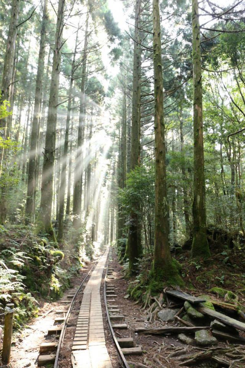 木漏れ日路 | GANREF