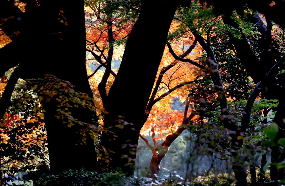 Autumn leaves | GANREF