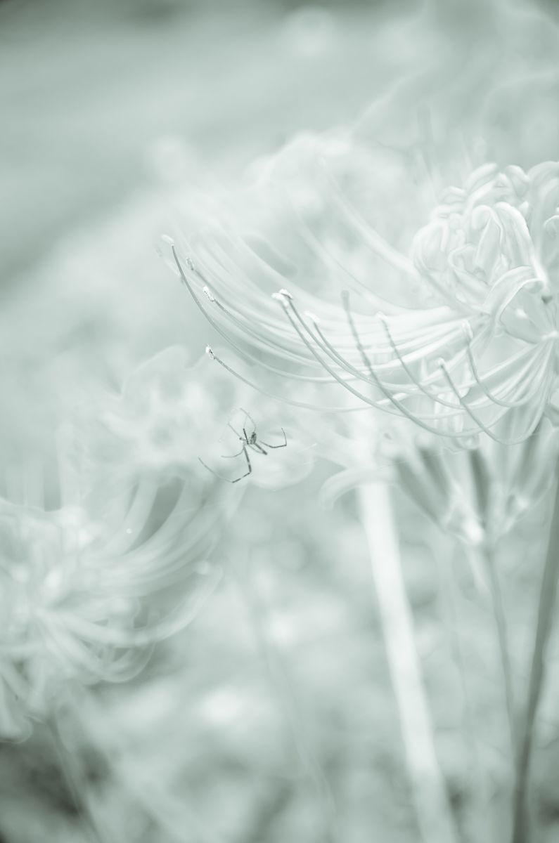 HIGAN -HANA- | GANREF