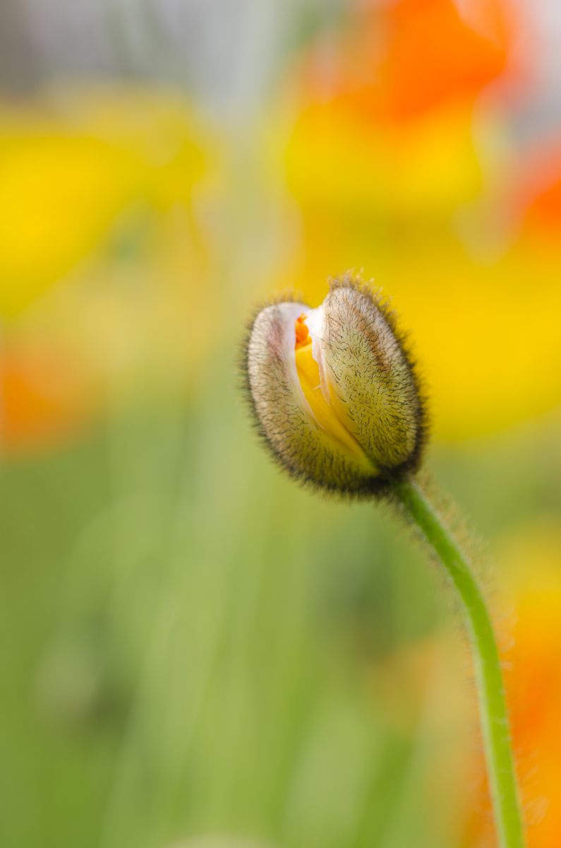 Yellow or Orange | GANREF