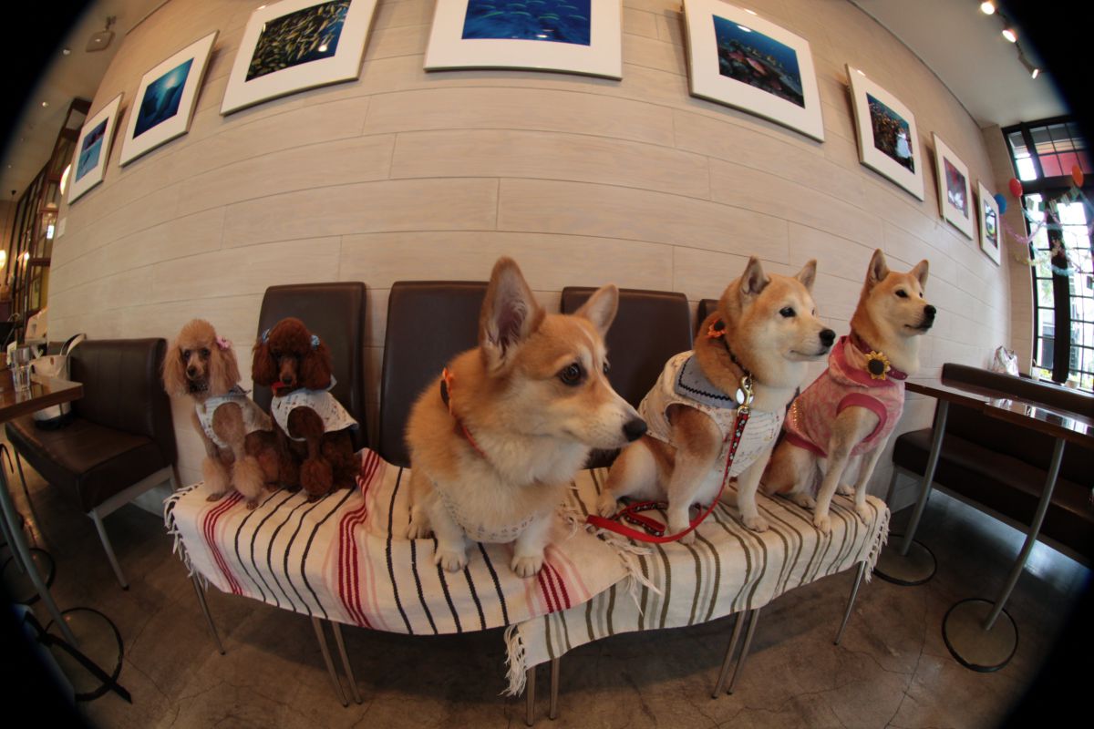 Fish Eye (集合写真) | GANREF