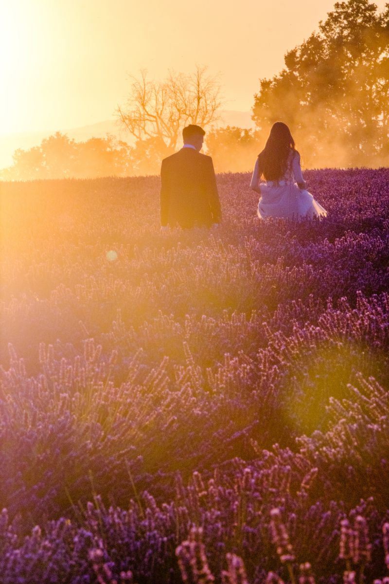 Lavender Field's Sweet Memory | GANREF