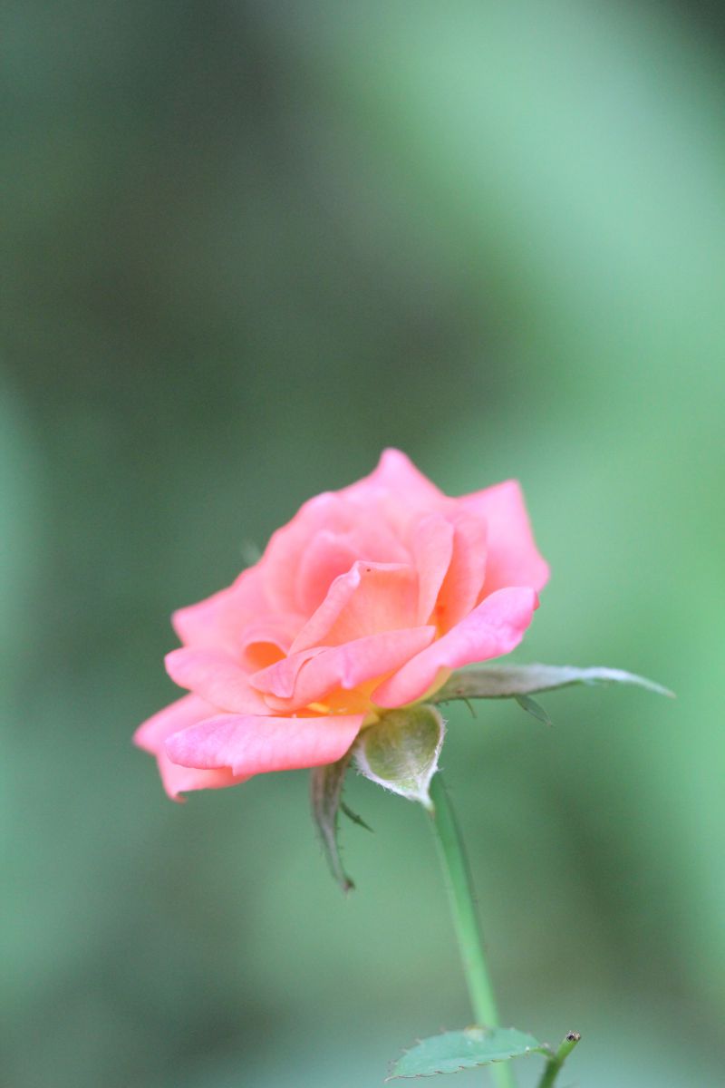 The super-minimum | GANREF