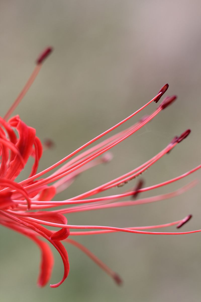 遅れました | GANREF