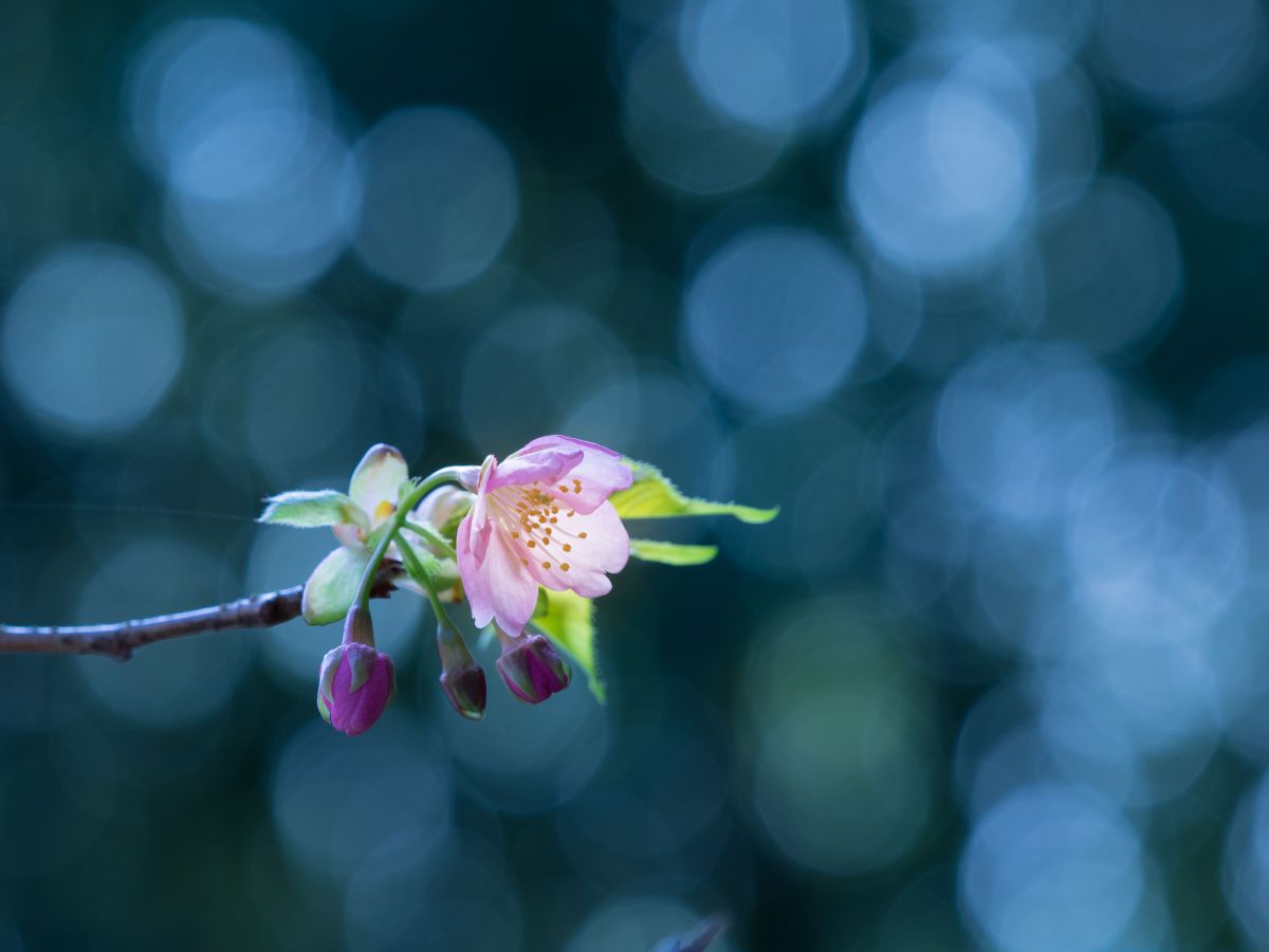 咲き始め | GANREF