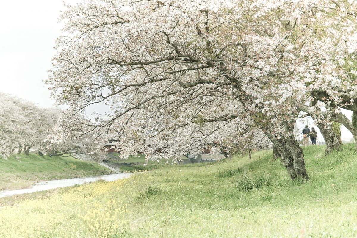 Spring has come! | GANREF