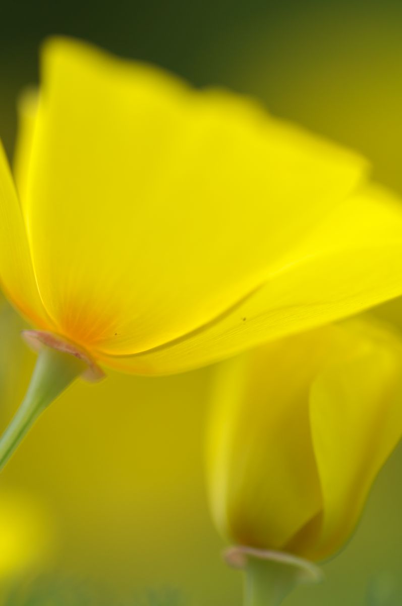 Yellow glass | GANREF