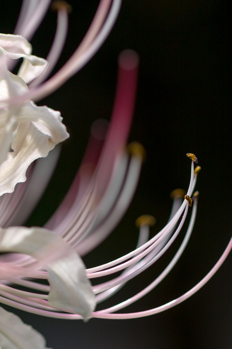 スターシャのまつ毛 | GANREF