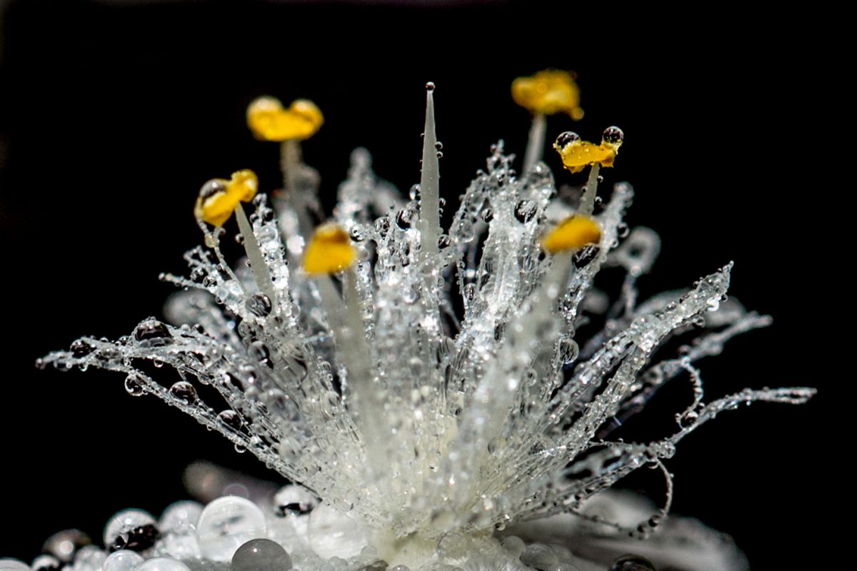 GRASS WATER | GANREF