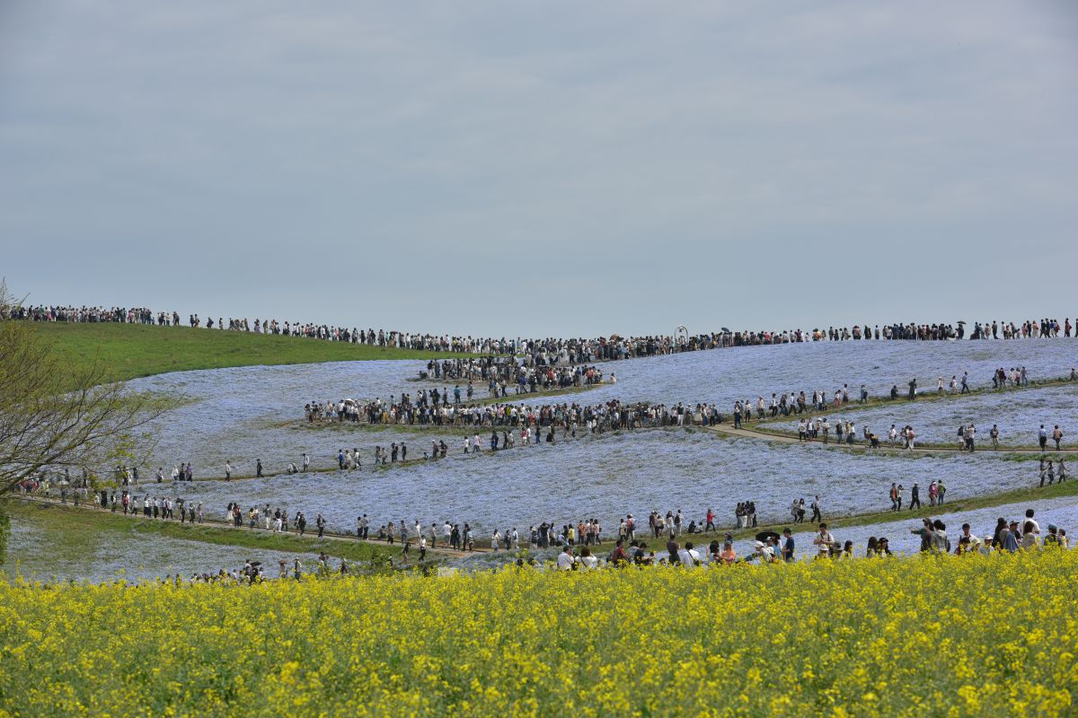 丘を人で埋めて… | GANREF