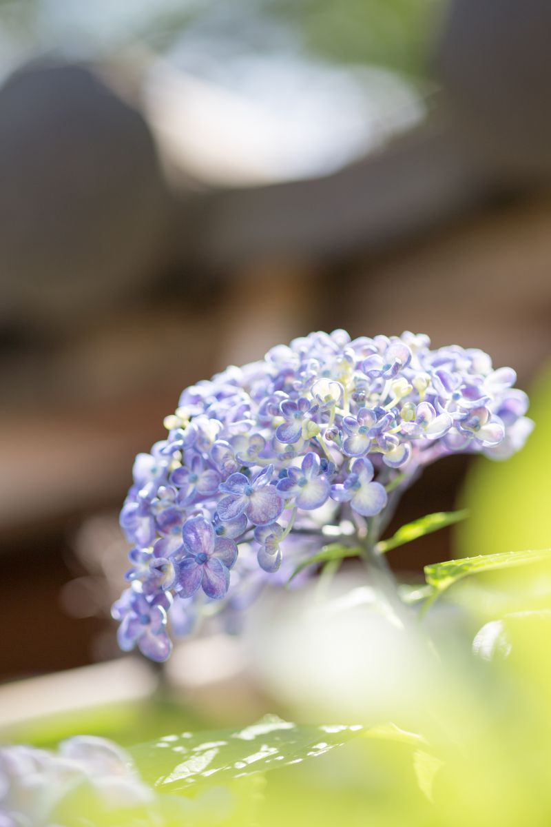 晴れてもアジサイ | GANREF