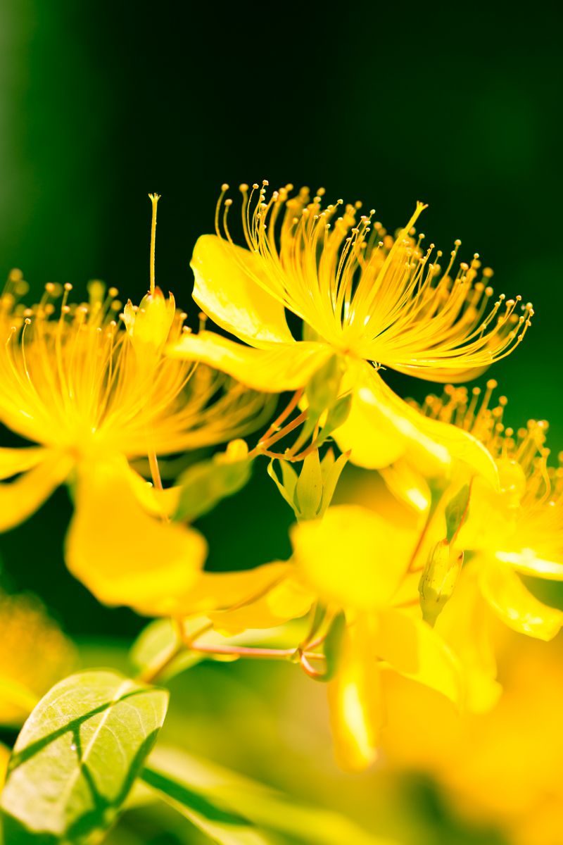 6月のYellow | GANREF