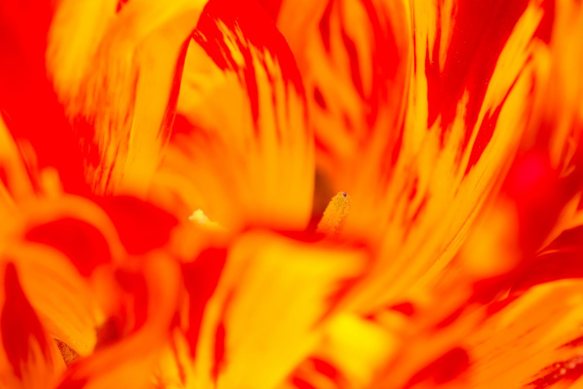 psychedelic | GANREF