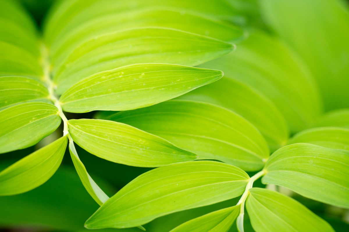 Green Gradation | GANREF